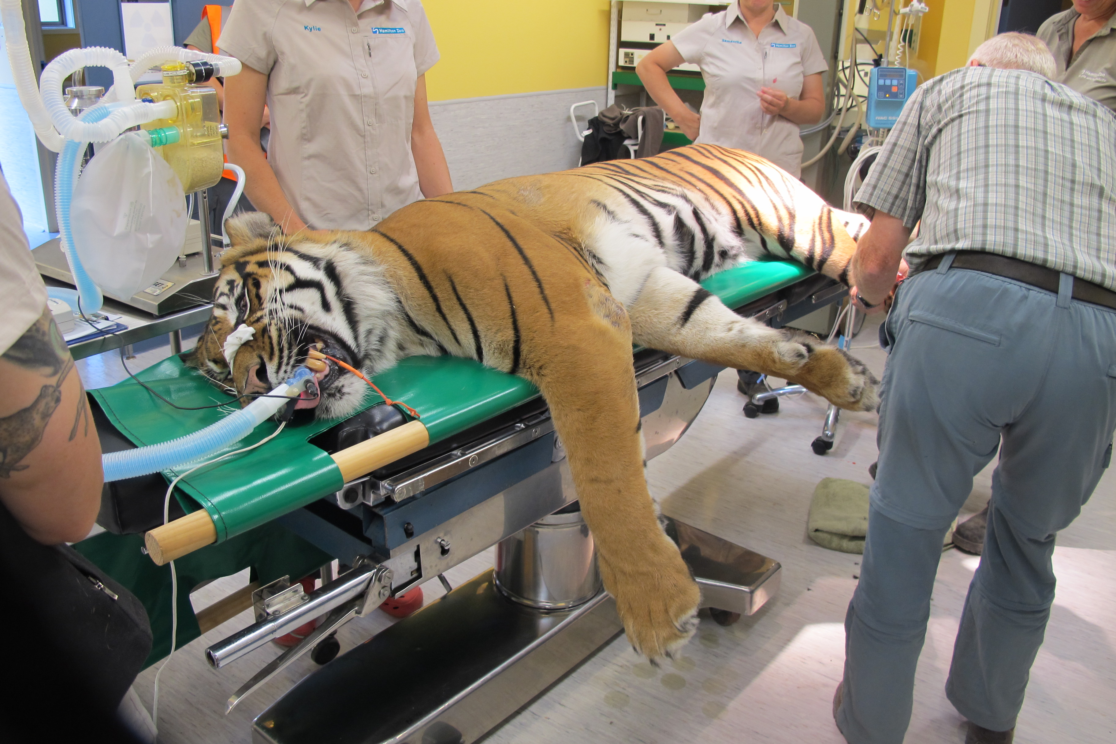 ZOO ANIMALS | Auckland Vet Dentist