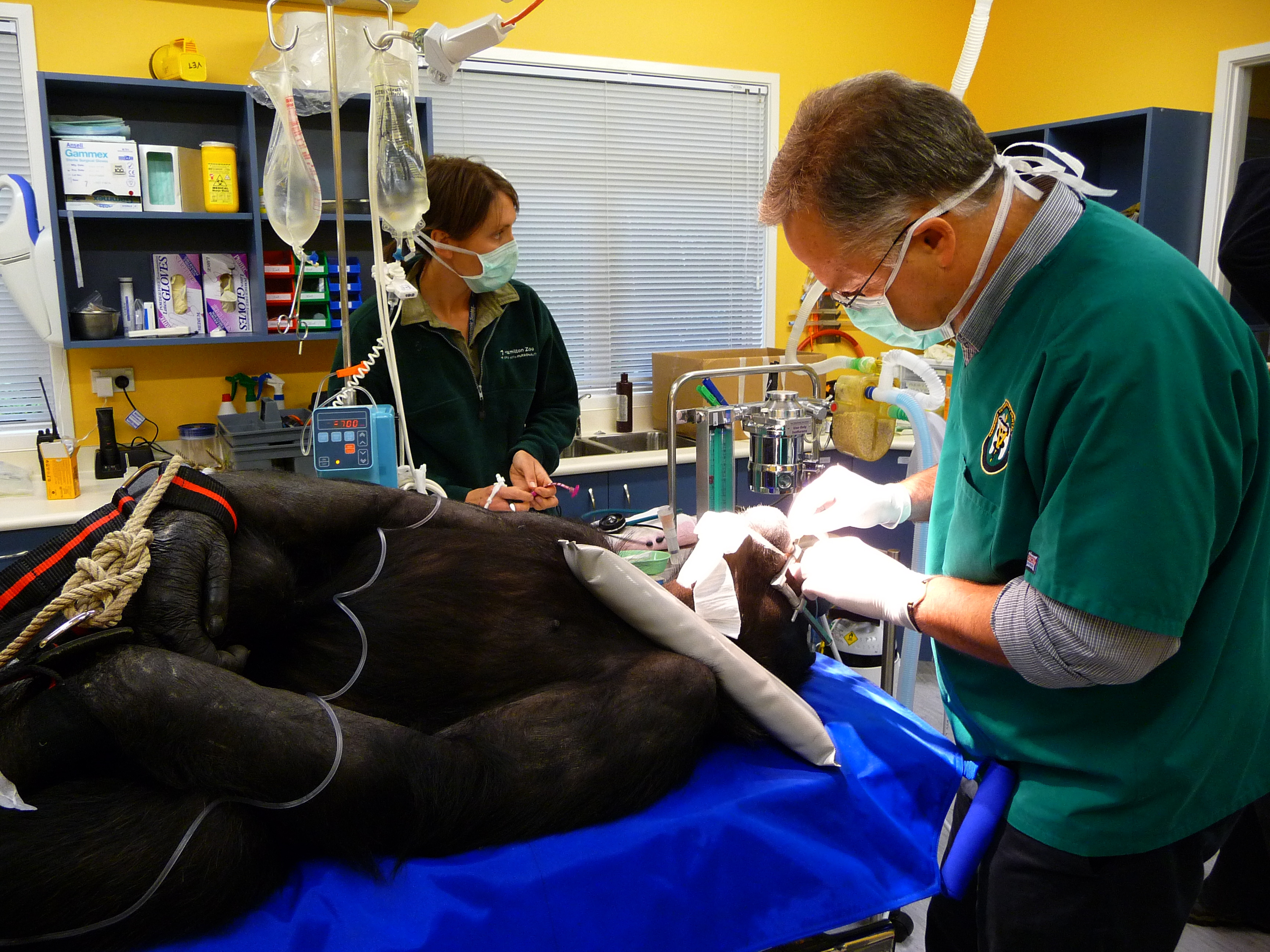 ZOO ANIMALS | Auckland Vet Dentist